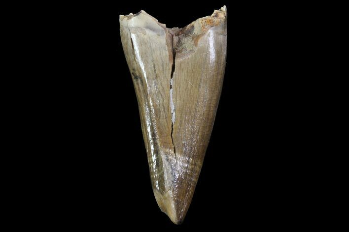 .96" Albertosaurus Premax Tooth - Alberta (Disposition #000028-29 ...