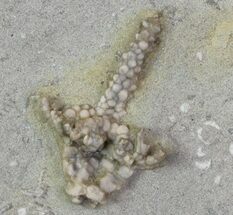 About Crinoids - FossilEra.com