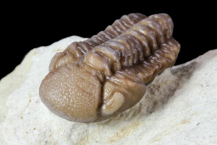 Bargain, 1.1" Paciphacops Trilobite - Oklahoma (#68614) For Sale ...