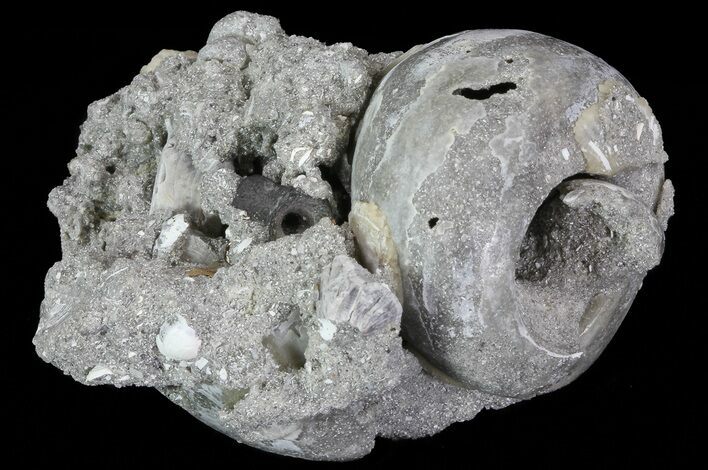 Bargain, 3.1" Fossil Whelk - Rucks Pit, FL (#69071) For Sale ...