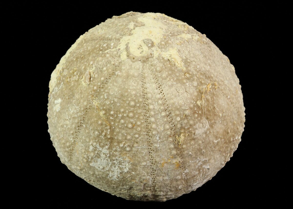 1.55" Psephechinus Fossil Echinoid (Sea Urchin) - Morocco (#69866) For ...