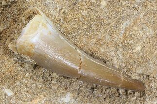 Rare, 1.1" Carboniferous Fish (Rhizodus) Tooth - Scotland For Sale ...