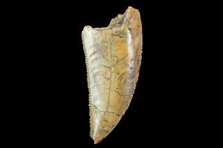 About Dinosaur Teeth - FossilEra.com