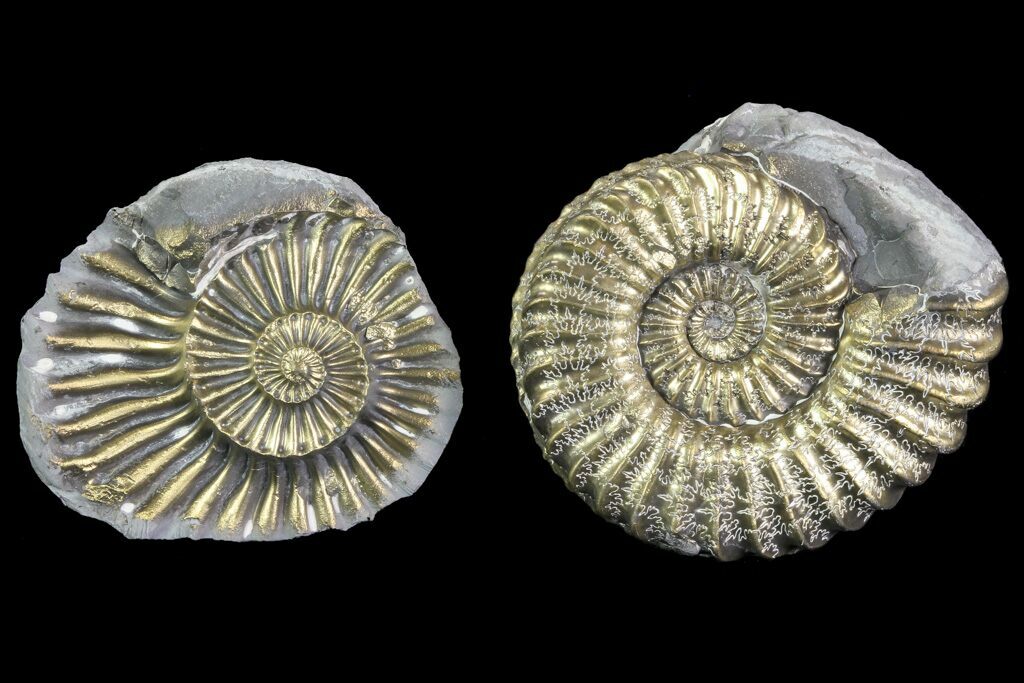 Pyritized Pleuroceras Ammonite Pos/Neg - Germany (#70155) For Sale ...