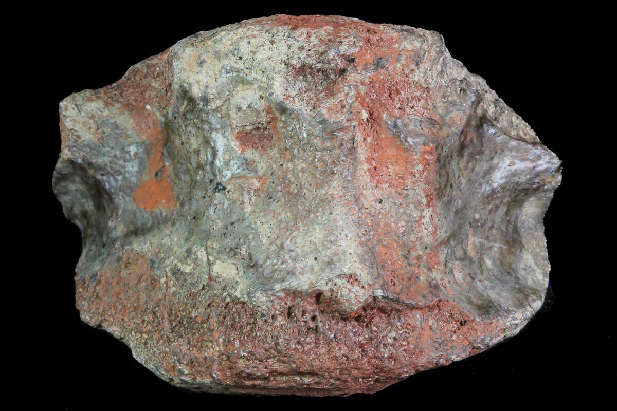 1.55" Permian Synapsid (Dimetrodon or Edaphosaurus) Vertebrae - Texas ...