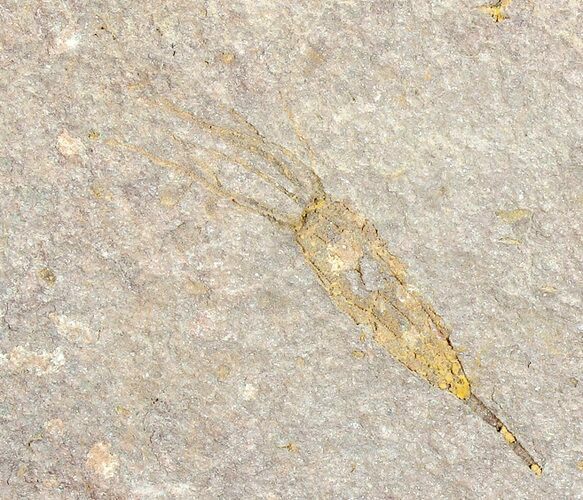 2.2" Eocrinoid (Ascocystites) On Large Plate - Ordovician (#72103) For ...