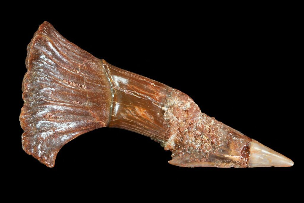 Bargain, 1.4" Cretaceous Giant Sawfish (Onchopristis) Rostral Barb ...