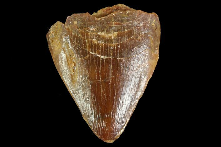 .57" Unusual Crocodylomorph Tooth - Morocco (#72762) For Sale ...