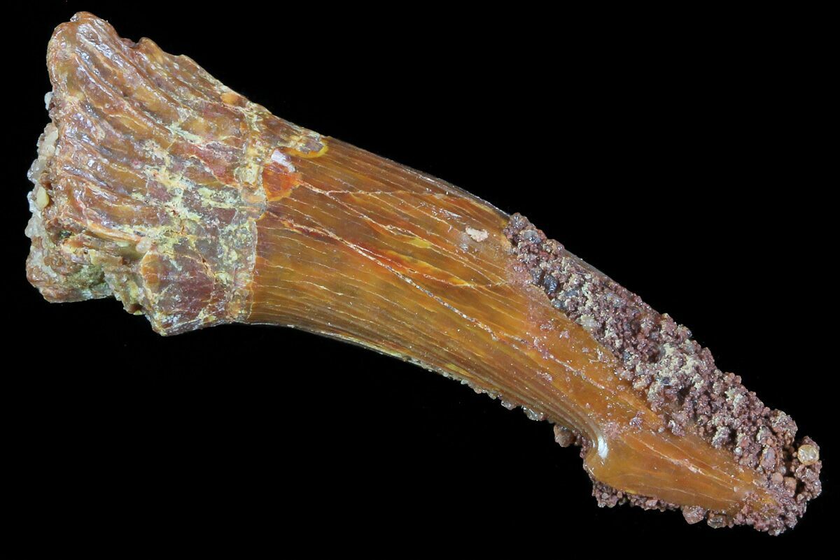 Bargain, 1.22" Cretaceous Giant Sawfish (Onchopristis) Rostral Barb ...