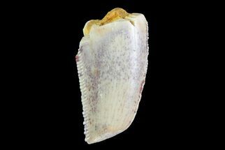 About Dinosaur Teeth - FossilEra.com