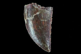 About Dinosaur Teeth - FossilEra.com