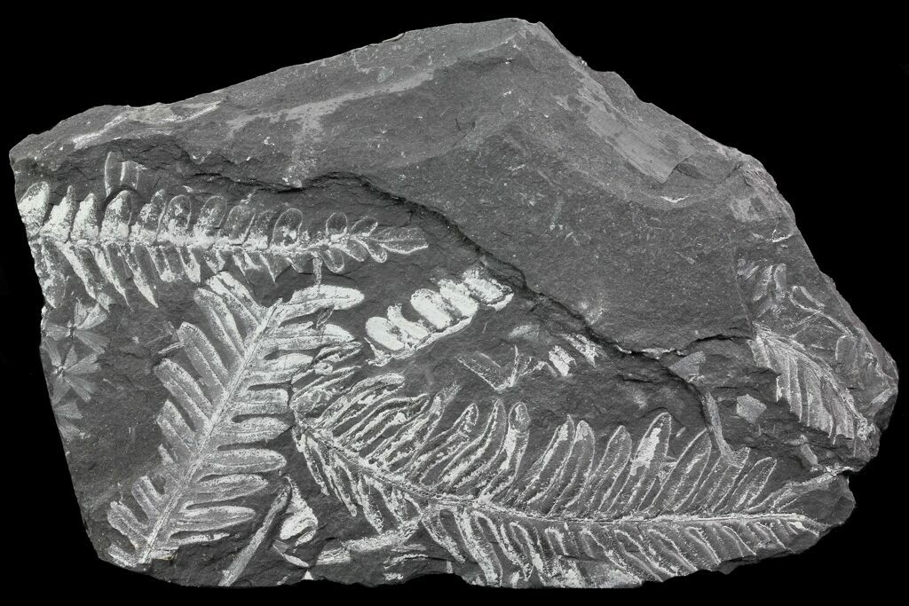 6.1" Wide Fossil Seed Fern Plate - Pennsylvania (#73169) For Sale ...