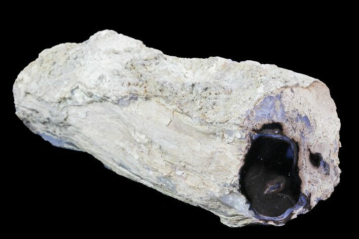 4.1" Long Petrified Wood Limb Cast - Wyoming (#73787) For Sale ...