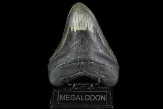 Megalodon Size: How Big Was The Megalodon Shark? - FossilEra.com