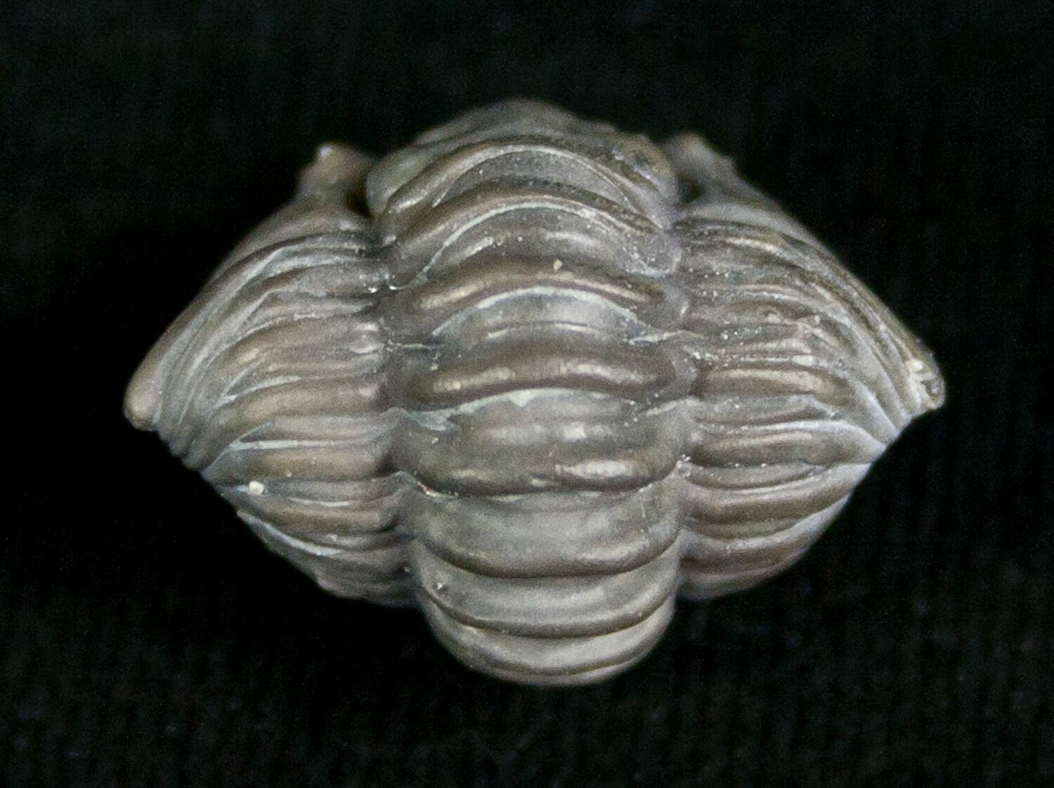 Nicely Enrolled Flexicalymene Trilobite - 3D (#5890) For Sale ...