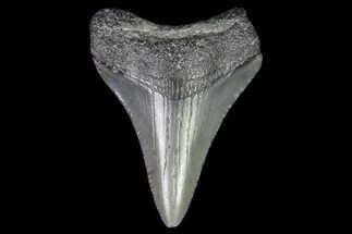 Megalodon Size: How Big Was The Megalodon Shark? - FossilEra.com