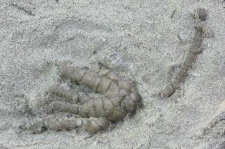 About Crinoids - FossilEra.com