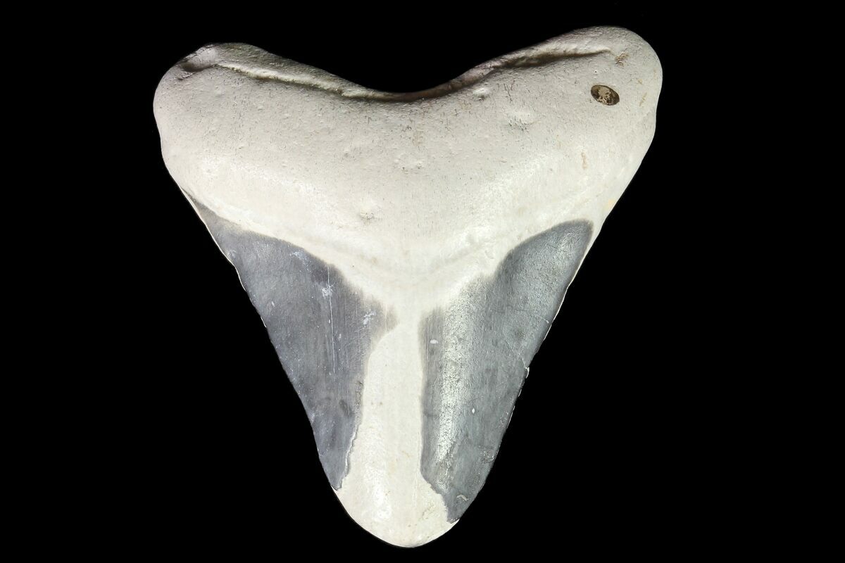 Bargain, 1.91" Bone Valley Megalodon Tooth - Florida (#76559) For Sale ...