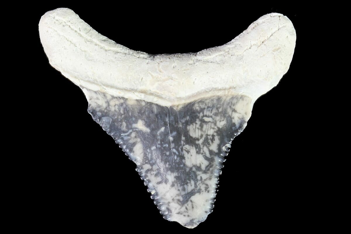 Bargain, 1.26" Bone Valley Megalodon Tooth - Florida (#76582) For Sale ...