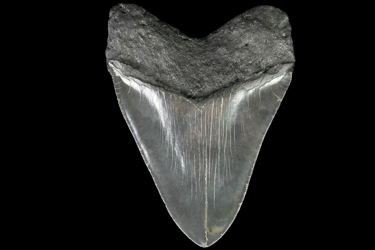 6.36" Serrated Monster Megalodon Tooth For Sale (#76965) - FossilEra.com