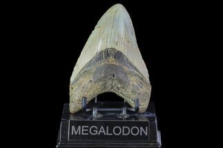 Megalodon Size: How Big Was The Megalodon Shark? - FossilEra.com