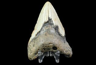 Megalodon Size: How Big Was The Megalodon Shark? - FossilEra.com