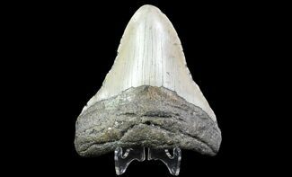 Megalodon Size: How Big Was The Megalodon Shark? - FossilEra.com