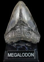 Megalodon Size: How Big Was The Megalodon Shark? - FossilEra.com