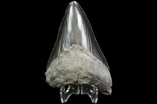 Megalodon Size: How Big Was The Megalodon Shark? - FossilEra.com