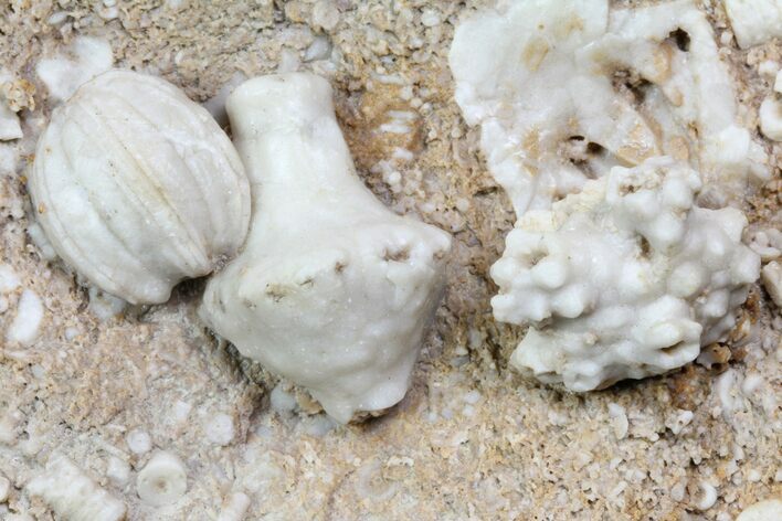 Crinoids (Uperocrinus, Actinocrinus) & Blastoid - Missouri (#80794) For ...