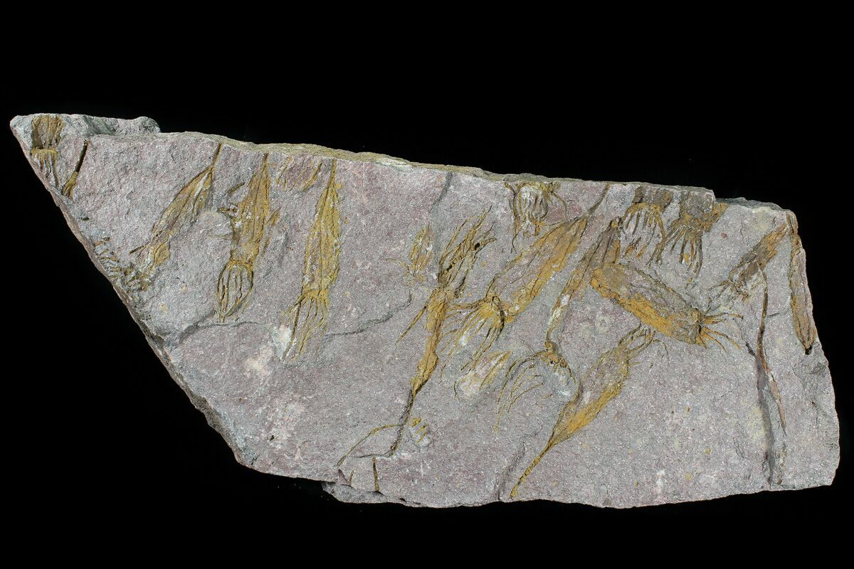 8.5" Wide Eocrinoid (Ascocystites) Plate - Ordovician (#81552) For Sale ...