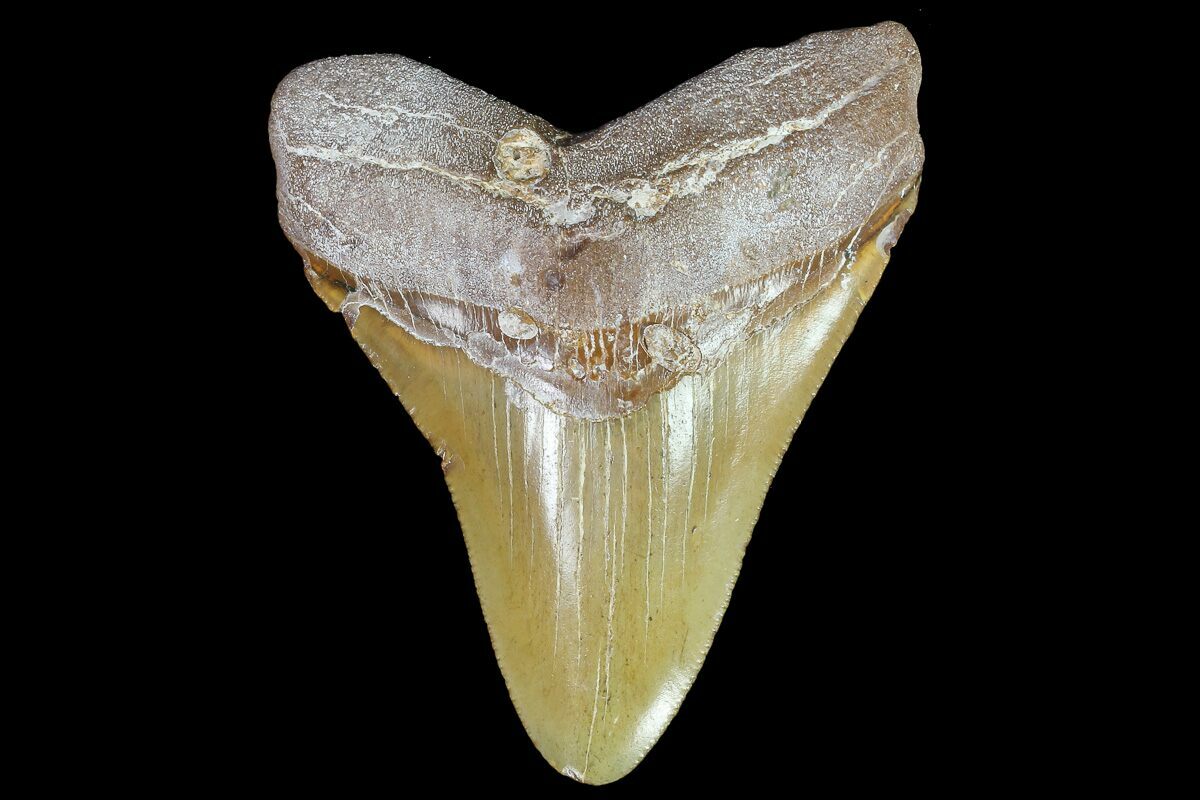 Colorful, 3.49" Bone Valley Megalodon Tooth - Florida (#82730) For Sale ...