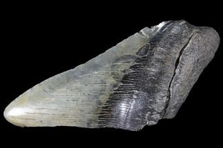 Megalodon Size: How Big Was The Megalodon Shark? - FossilEra.com