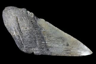 Megalodon Size: How Big Was The Megalodon Shark? - FossilEra.com