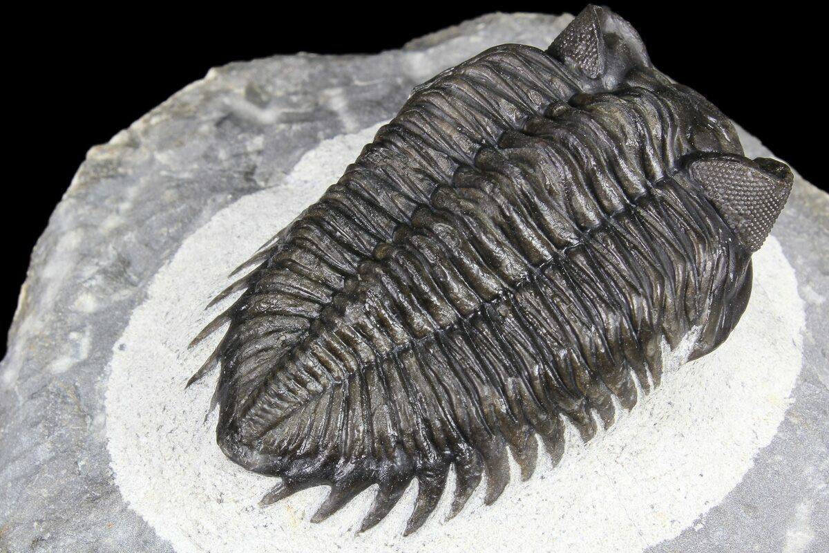 2" Coltraneia Trilobite Fossil - Huge Faceted Eyes (#86009) For Sale ...