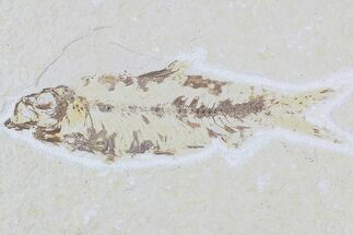 Extremely Rare Fish Aspiration Fossil - Fish Eating Fish! For Sale ...
