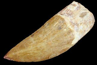 About Dinosaur Teeth - FossilEra.com