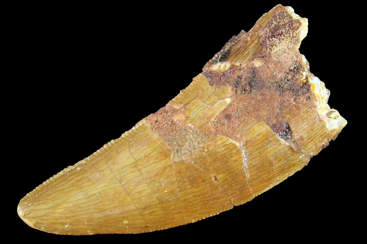 Bargain, 1.69" Carcharodontosaurus Tooth - Real Dinosaur Tooth (#85932 ...