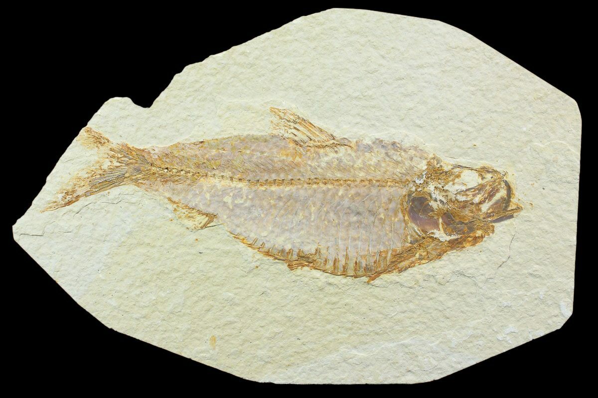 Large, 5.8" Knightia Alta Fossil Fish - Wyoming (#85469) For Sale ...
