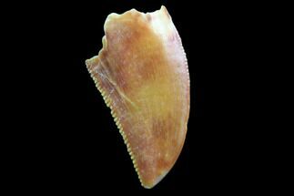 About Dinosaur Teeth - FossilEra.com