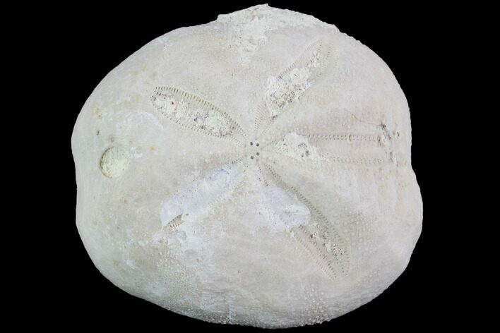2" Fossil Echinoid (Sea Urchin) - Taouz, Morocco (#87194) For Sale ...