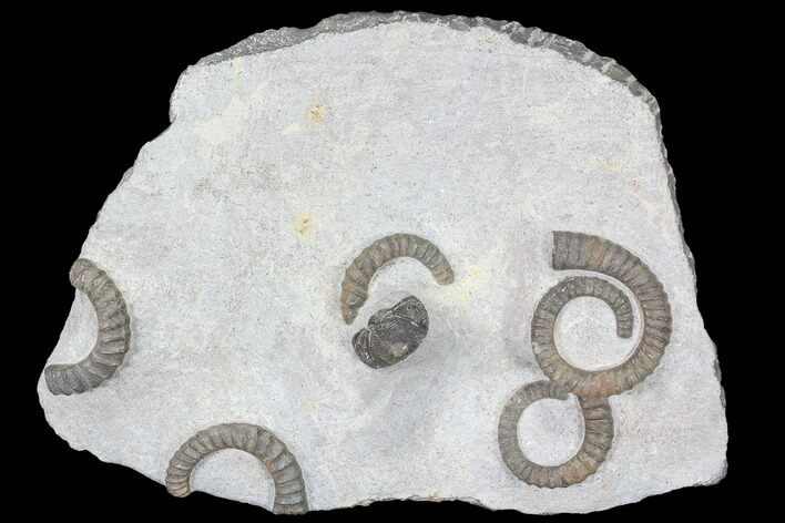 Multiple Devonian Ammonoids (Anetoceras) on Rock - Morocco (#87255) For ...