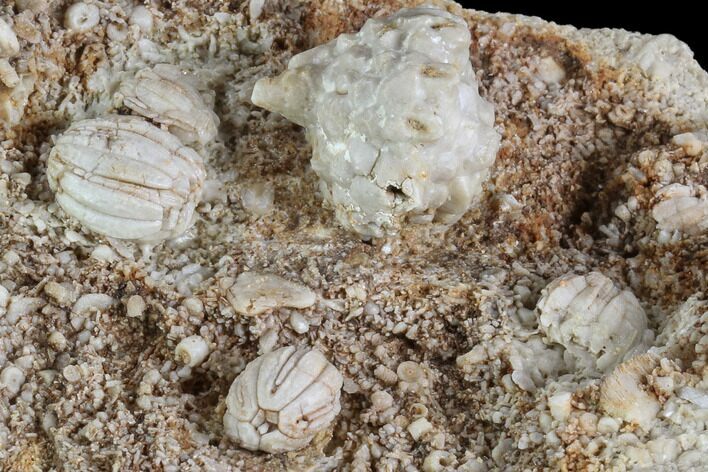 Crinoid (Dorycrinus) & Blastoid (Cryptoblastus) - Missouri (#87307) For ...