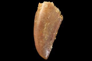 About Dinosaur Teeth - FossilEra.com