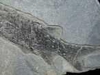 5" Permian Aged Fish Fossil - Paramblypterus (#6532) For Sale ...
