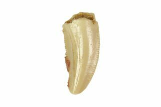About Dinosaur Teeth - FossilEra.com