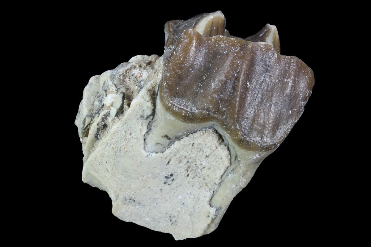 1.1" Hyracodon (Running Rhino) Molar - South Dakota (#90288) For Sale ...