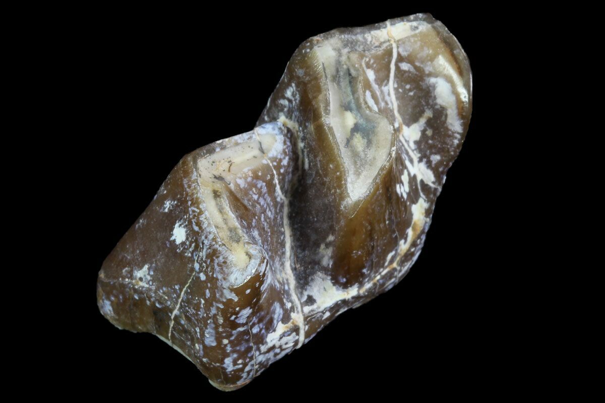 .9" Hyracodon (Running Rhino) Molar - South Dakota (#90294) For Sale ...