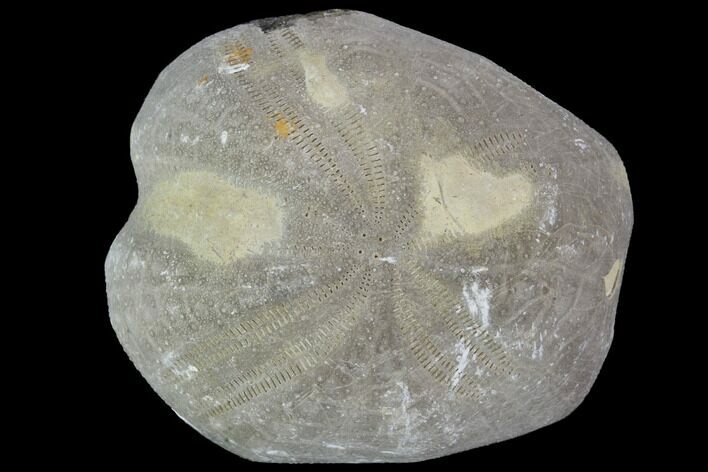 1.45" Toxaster Fossil Echinoid (Sea Urchin) - Agadir, Morocco (#90580 ...