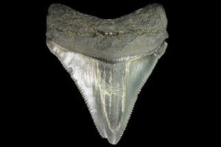 Megalodon Size: How Big Was The Megalodon Shark? - FossilEra.com